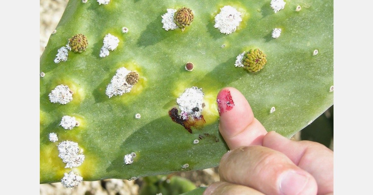 Cochineal insect threatens Tunisia's prickly pear crops