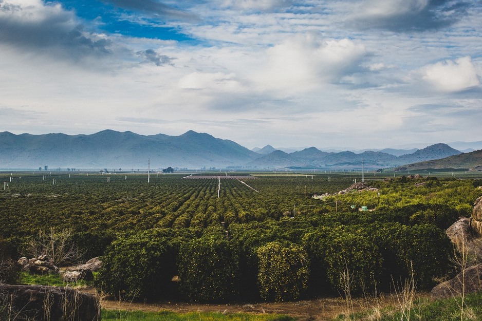 Citrus association to host 2024 Citrus Showcase next month