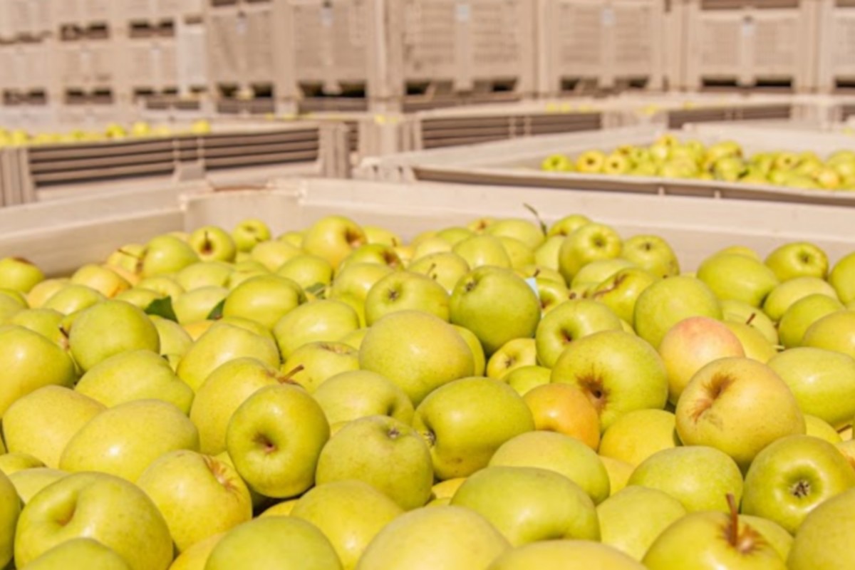 Competitive pricing on healthy apple supplies