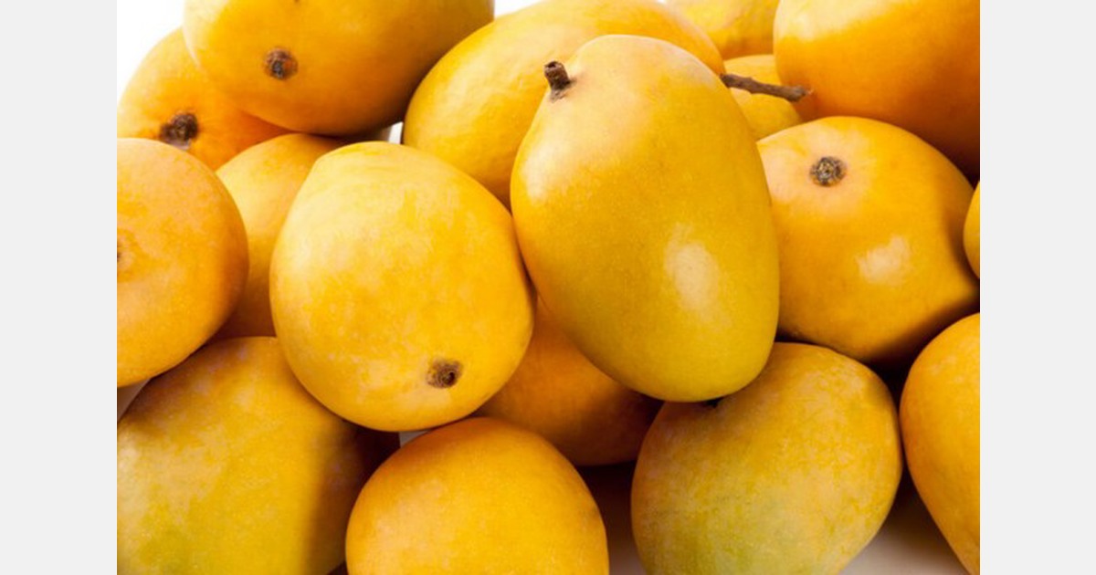 Hapus mangoes from Maharashtra enter Vashi APMC market