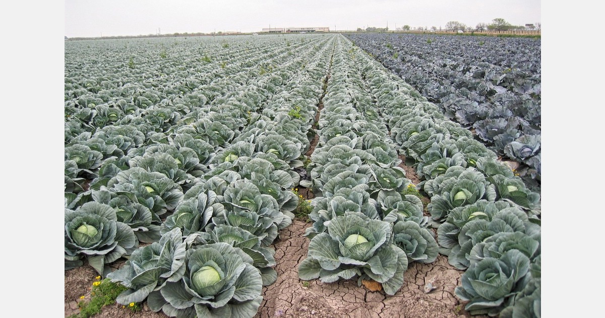 Texan crops benefited from mild fall and wet conditions