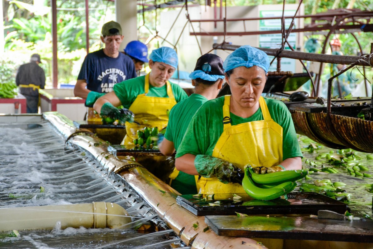 Ecuador's January 2024 banana exports decrease by 6.87%