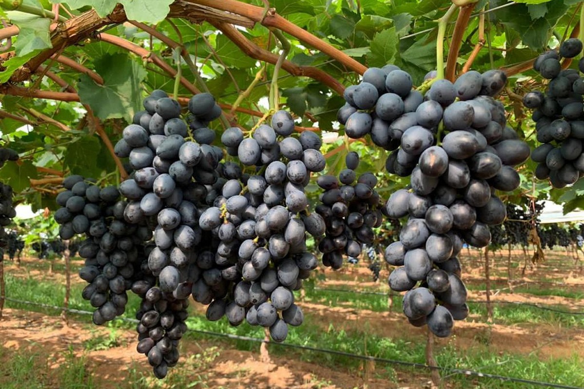 “Blueberry prices are crazy now in Israel, with good demand for South ...