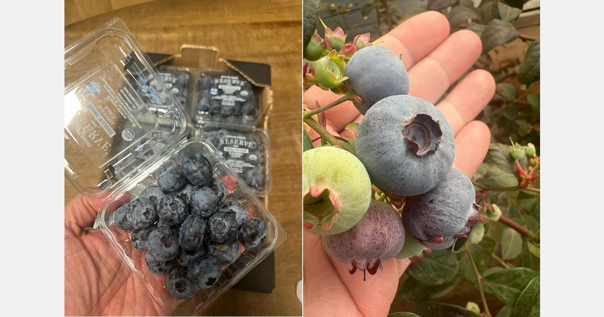 "Early Peruvian season volumes brought much attention to our blueberries"