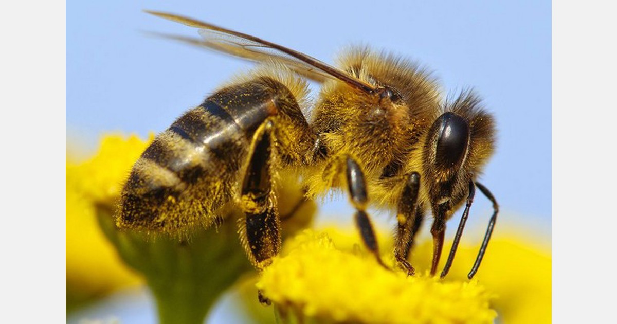 State of Vermont moves forward with a bill to ban neonicotinoids
