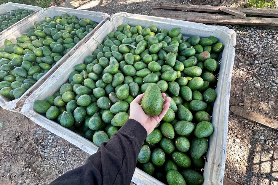 California avocado harvest kicks off