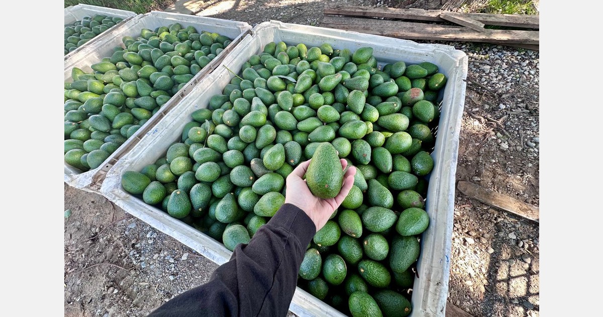 California avocado harvest kicks off
