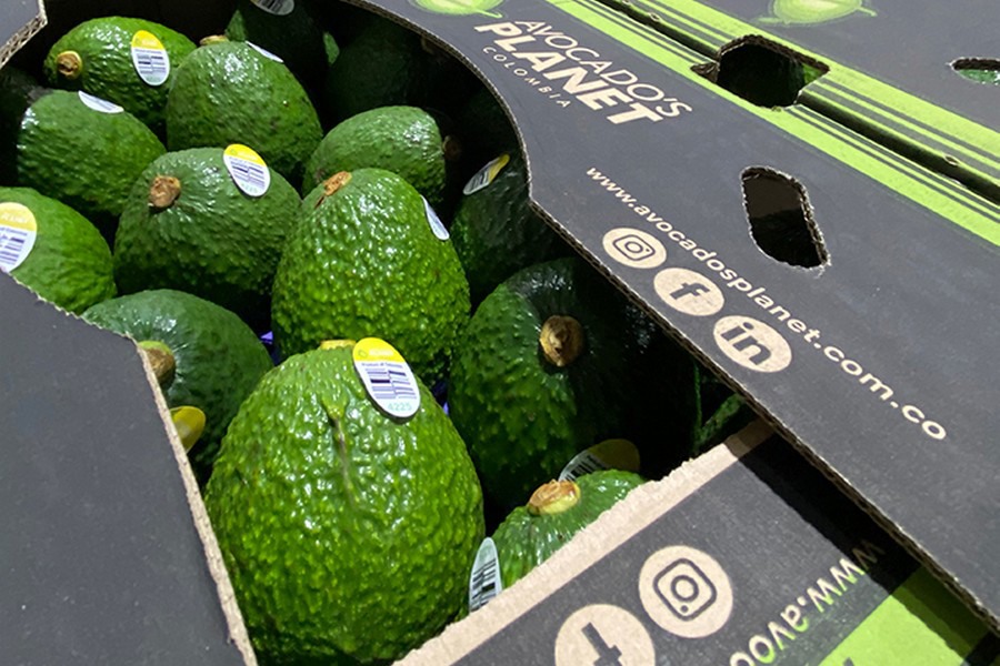 “Market demand for Colombian Hass avocados remains strong in key US and ...