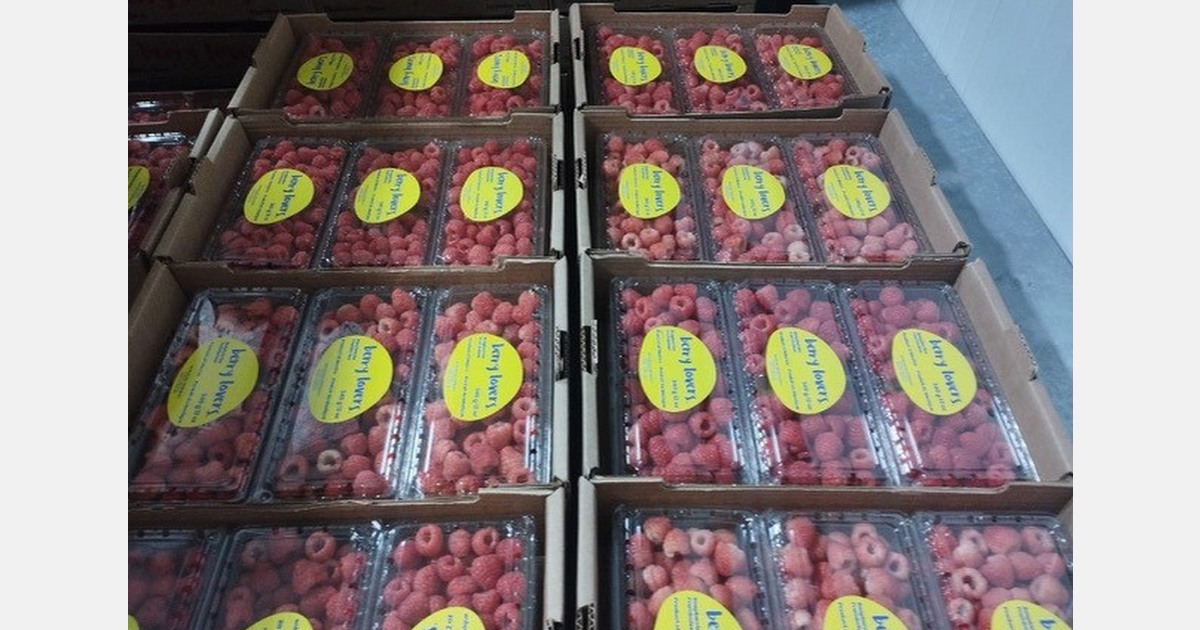 Greater raspberry supply could soften pricing somewhat