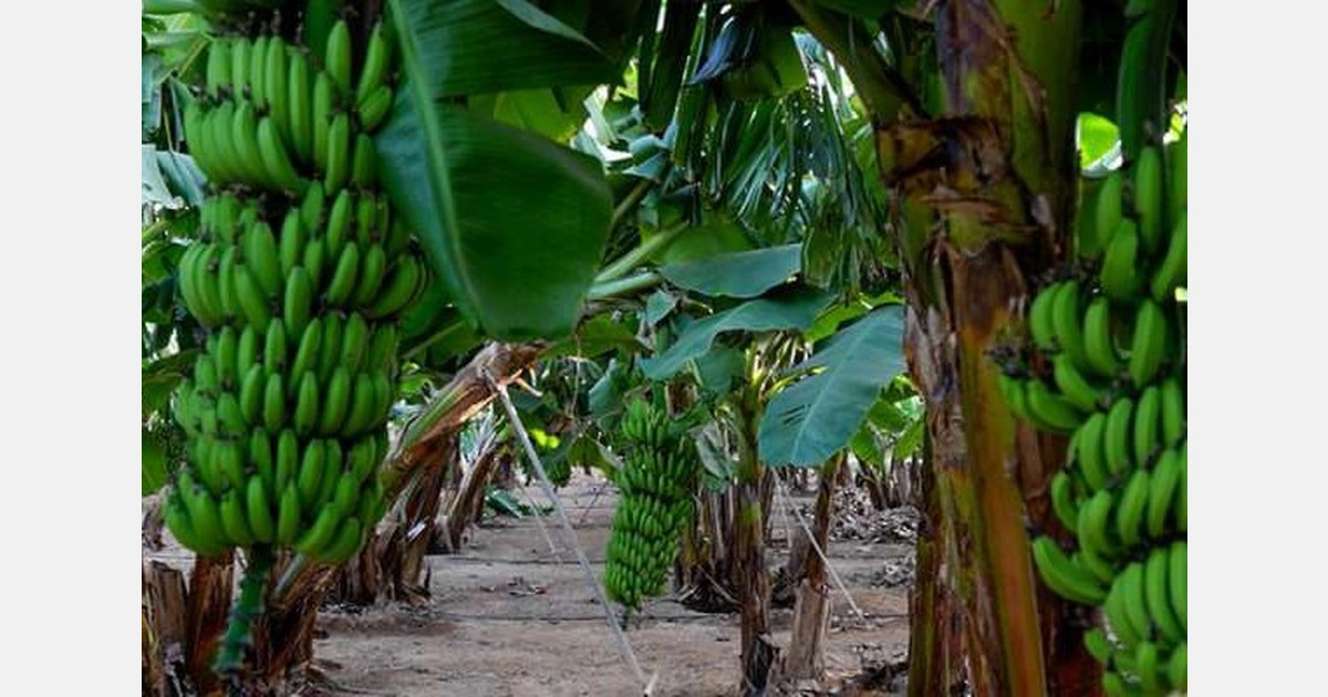 New banana plant variety discovered in Oman