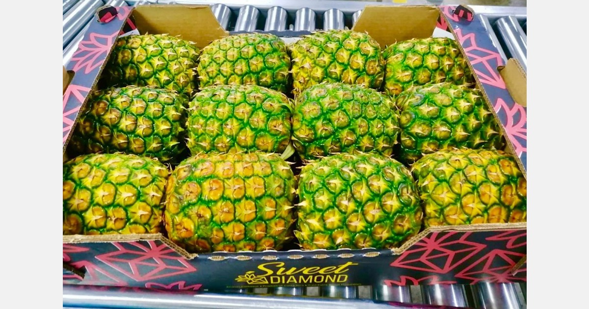 “Exporting pineapples without crown not new, many markets not rewarding ...