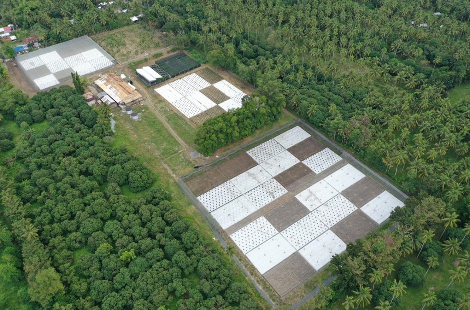 Total safe banana cultivation solution in the works