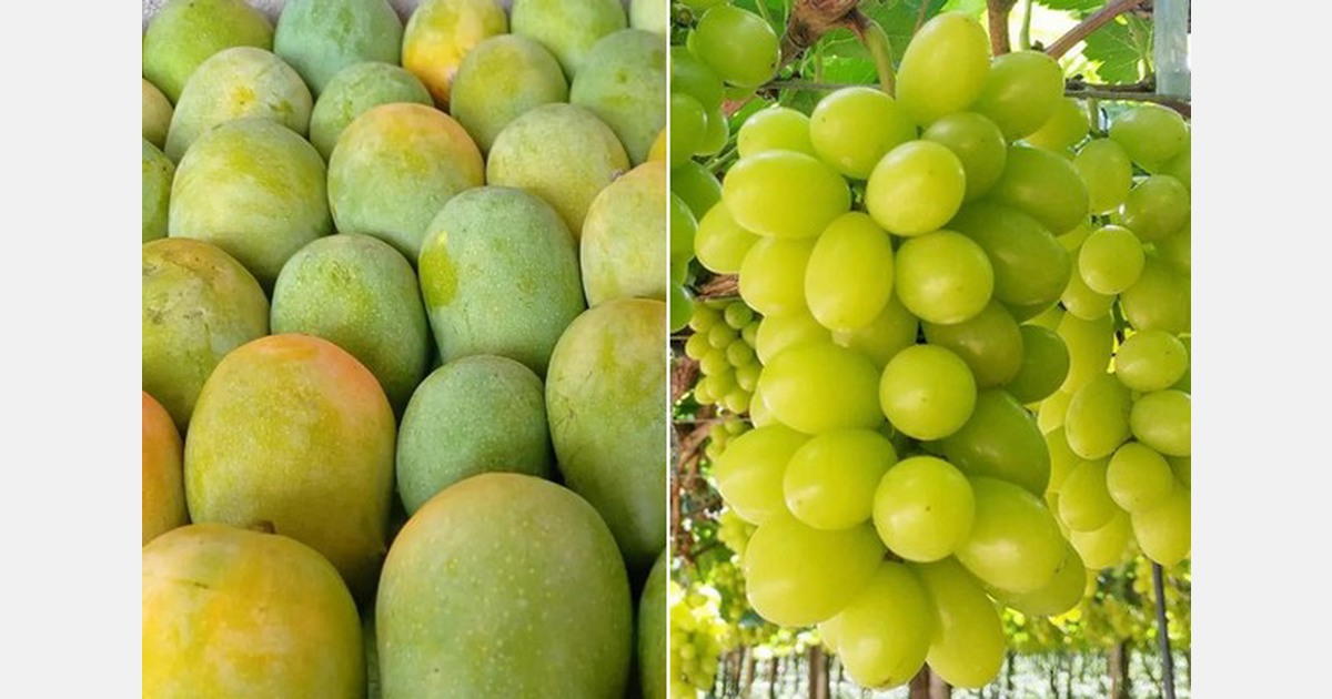Pernambuco farm produces 8,000 tons of mangoes and grapes annually