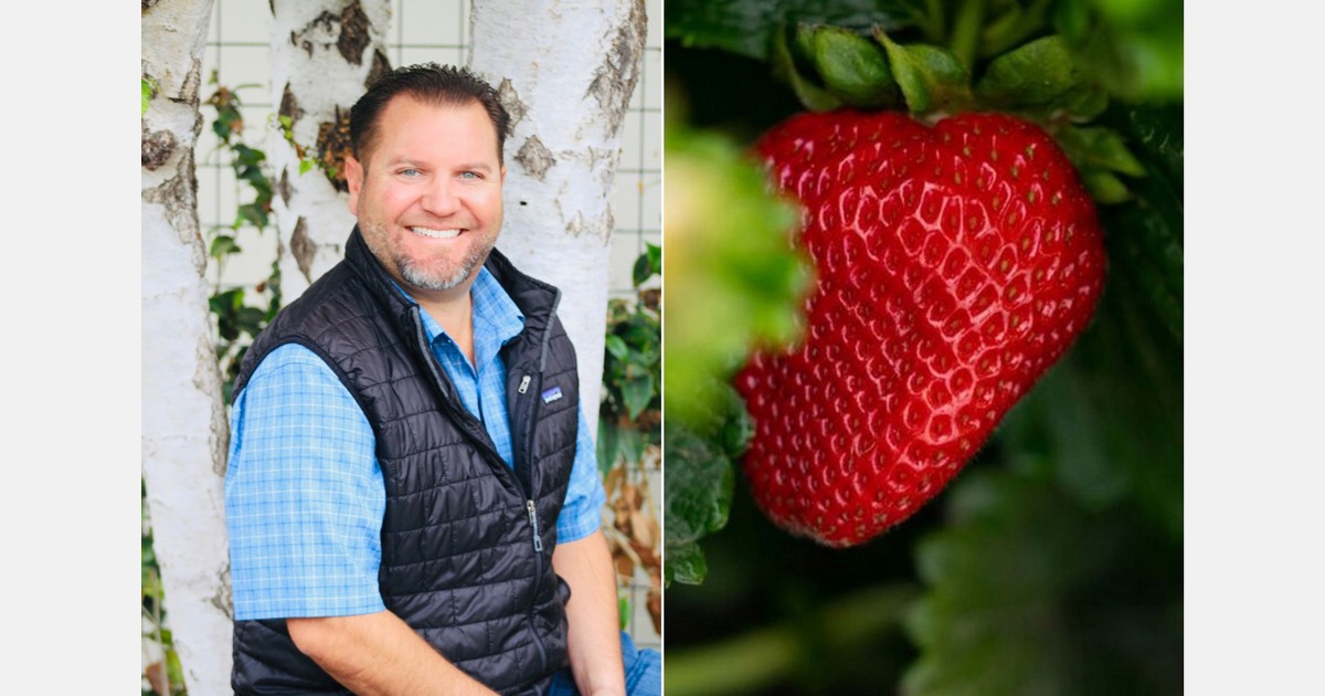 Strawberry supply strong despite 2024’s weather challenges