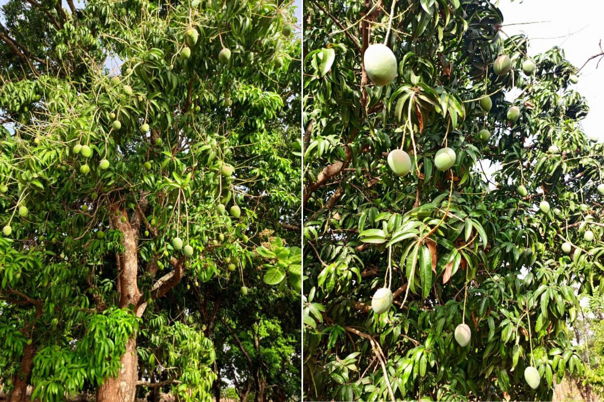 Mango harvest to begin soon in Côte d'Ivoire