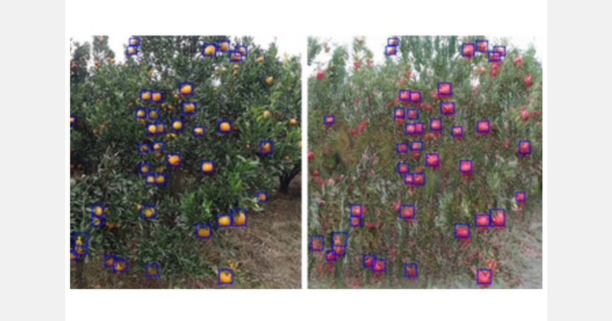 Advancements in smart orchard technology with DomAda-FruitDet