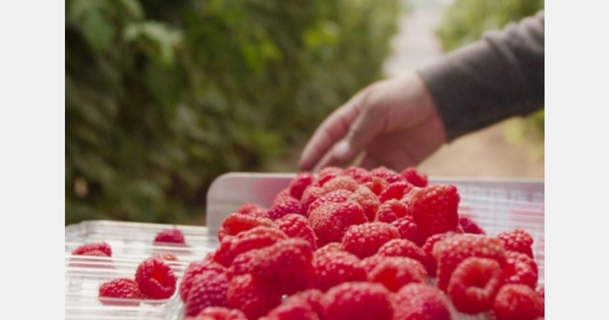 Shorter raspberry supply pushes up pricing