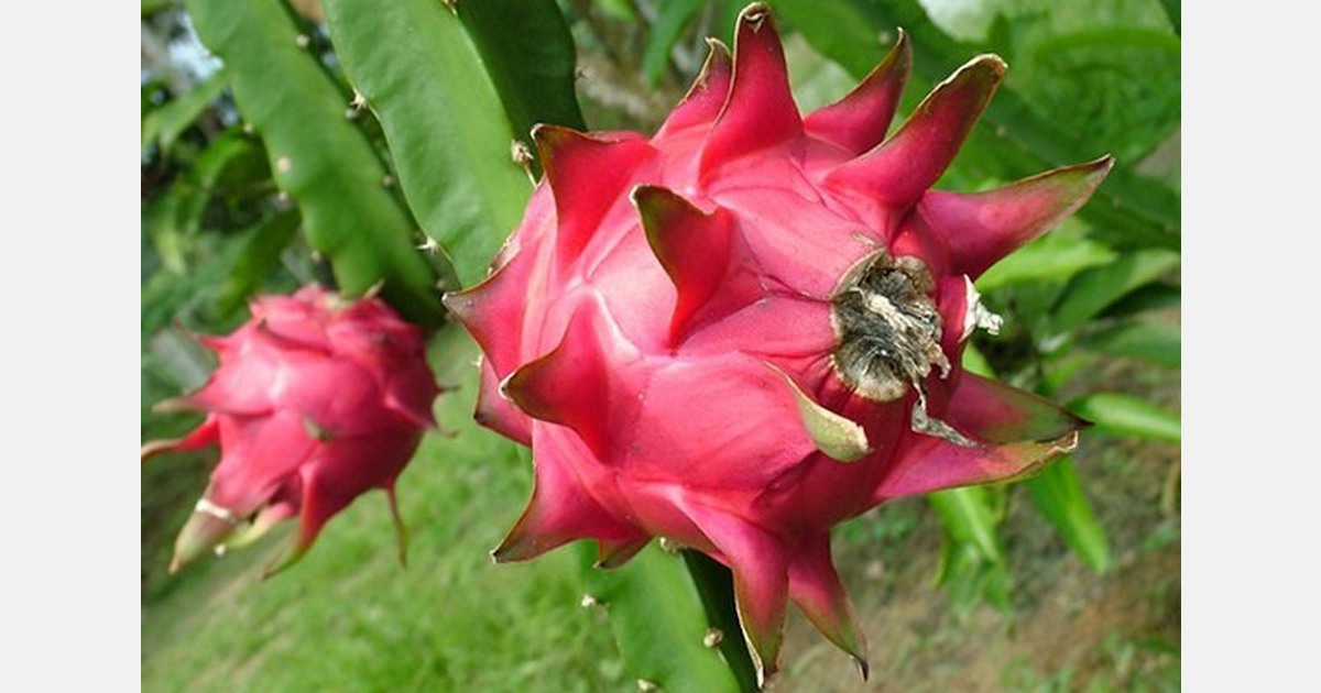 Innovative harvesting solutions in the Brazilian pitaya sector