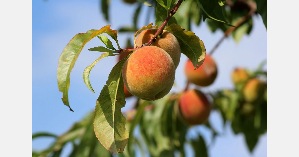 Michigan's spring weather fluctuations cause concern for fruit growers