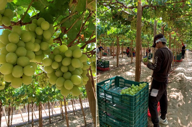 “It’s historic to be selling Chilean table grapes for $36/box in mid-March”