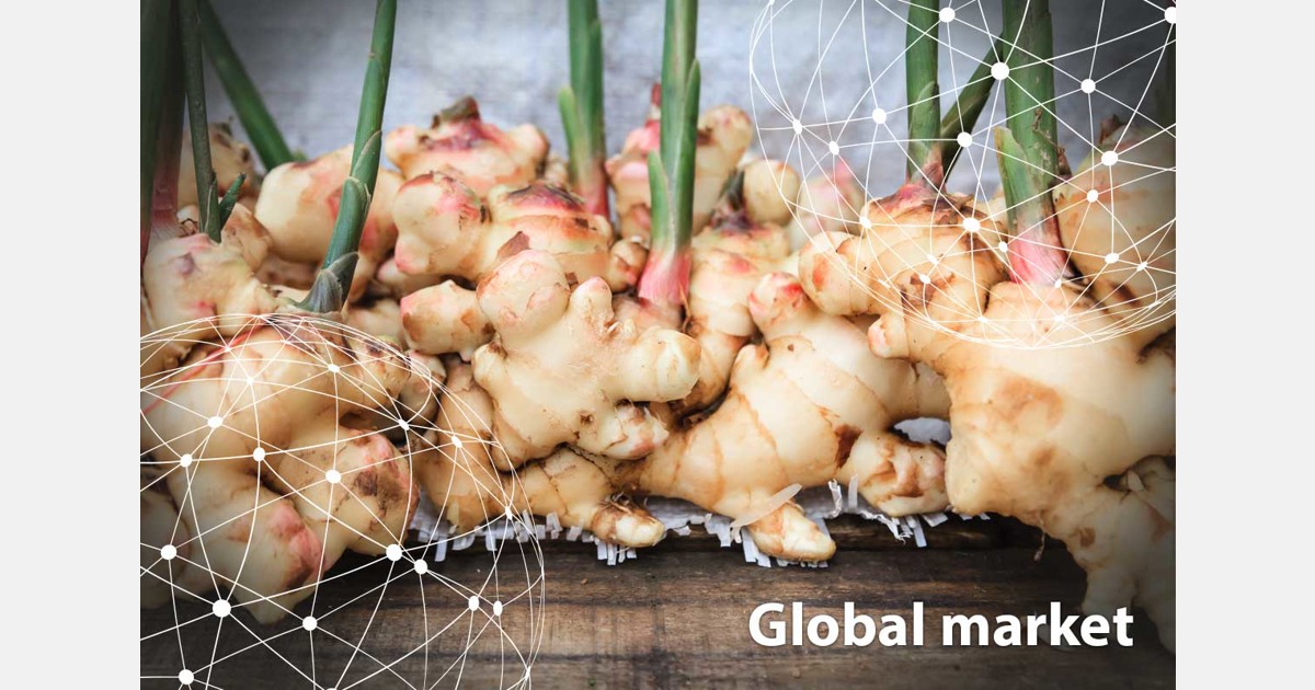 GLOBAL MARKET OVERVIEW GINGER
