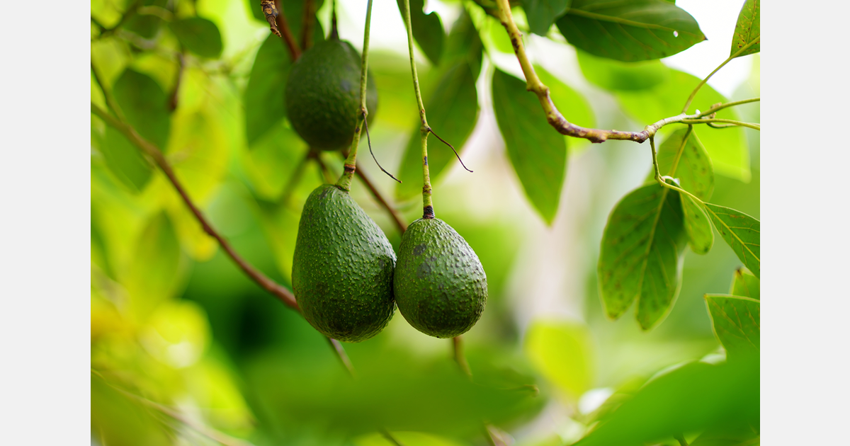 Stars align for South African avocados in Europe