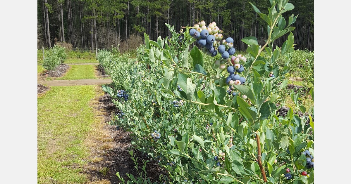 Domestic blueberry season gets underway