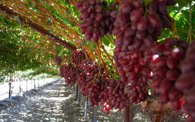 GrapeHub Foundation pays its school fees