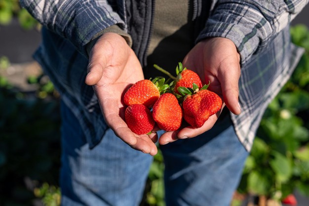 Florida saw challenging strawberry season due to weather events