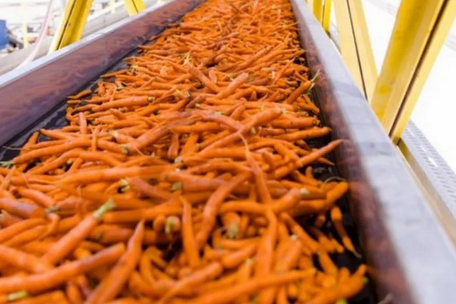 Market settles on carrots, though adjusts on jumbo sizing