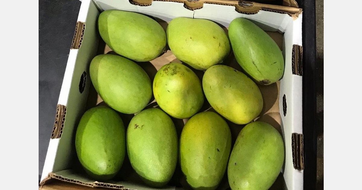 Dominican Republic shipping more mango following crisis in Haiti