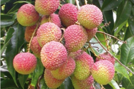 Australian lychee is on the increase not only domestically but also to ...