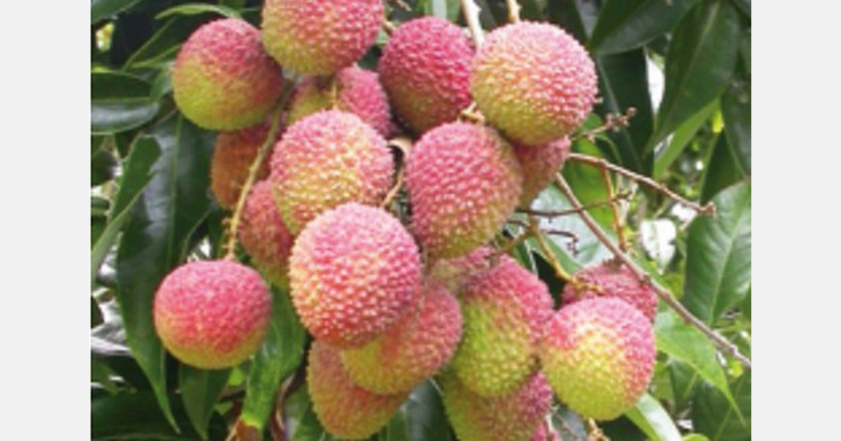Australian lychee is on the increase not only domestically but also to ...