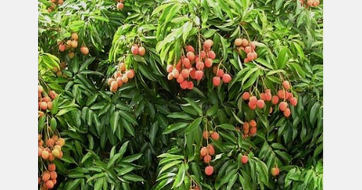 Proposed change to the national Australian lychee grower levy