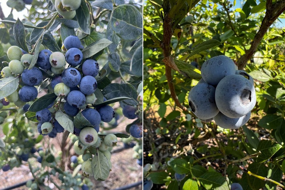 Coming off an underwhelming South American season, blueberries are now ...