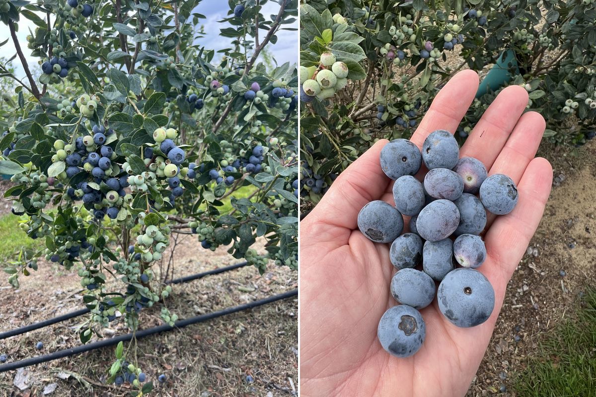 Coming off an underwhelming South American season, blueberries are now ...