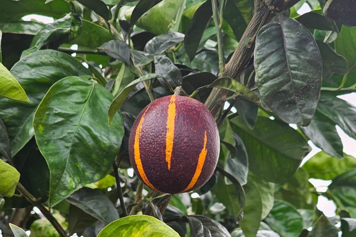 New Spanish citrus variety Onix launched worldwide