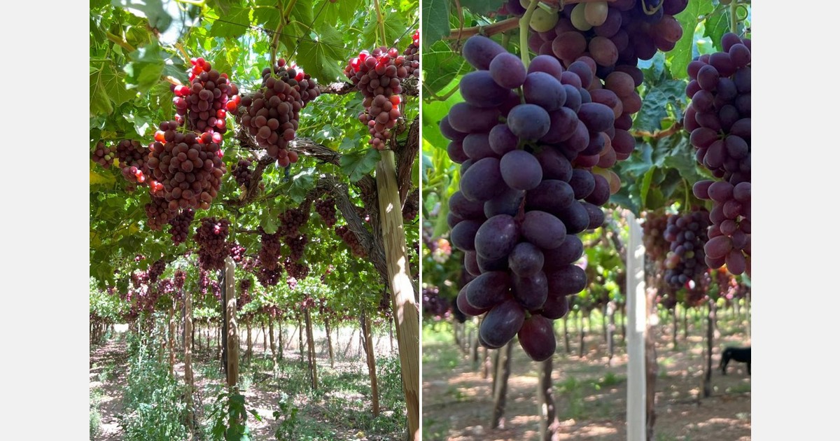 Strong demand for Chilean grapes helps strengthen pricing