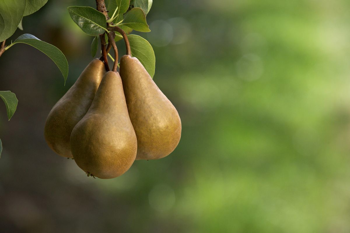 U.S. pear industry had hoped for higher prices this season