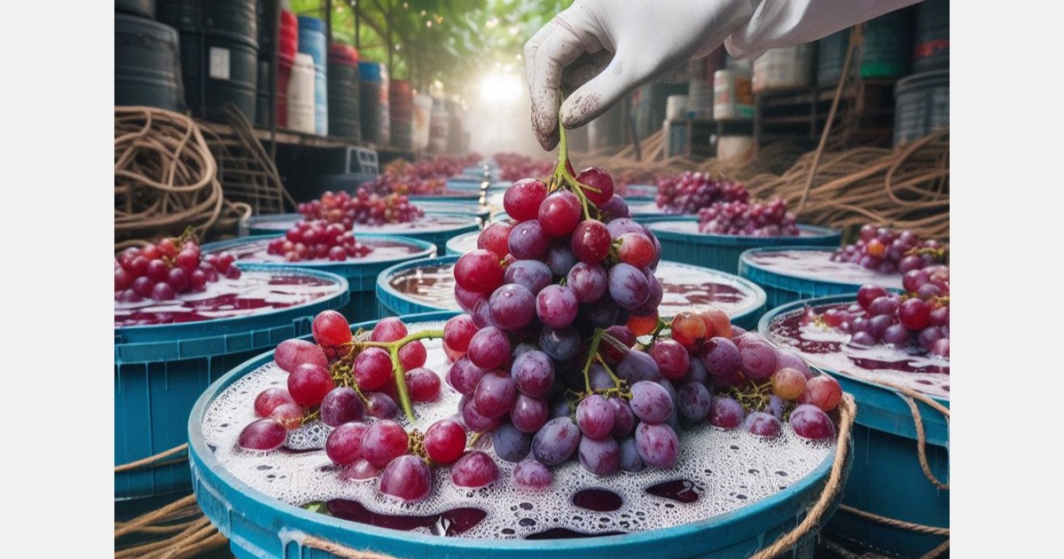 Debunking misinformation: the safety of grape consumption