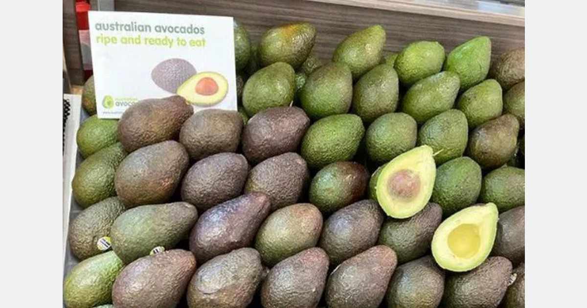 Avocado experts are coming to Australia's Wauchope