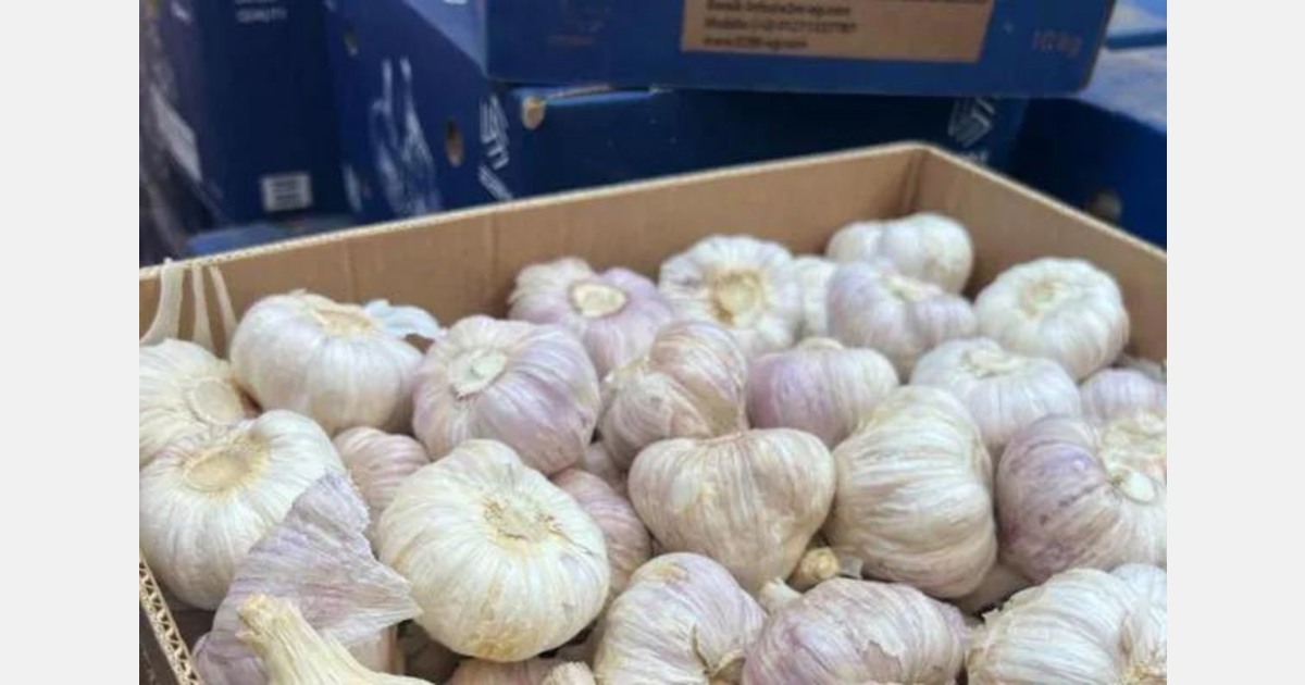 Egyptian garlic prices will continue to rise for the entire season