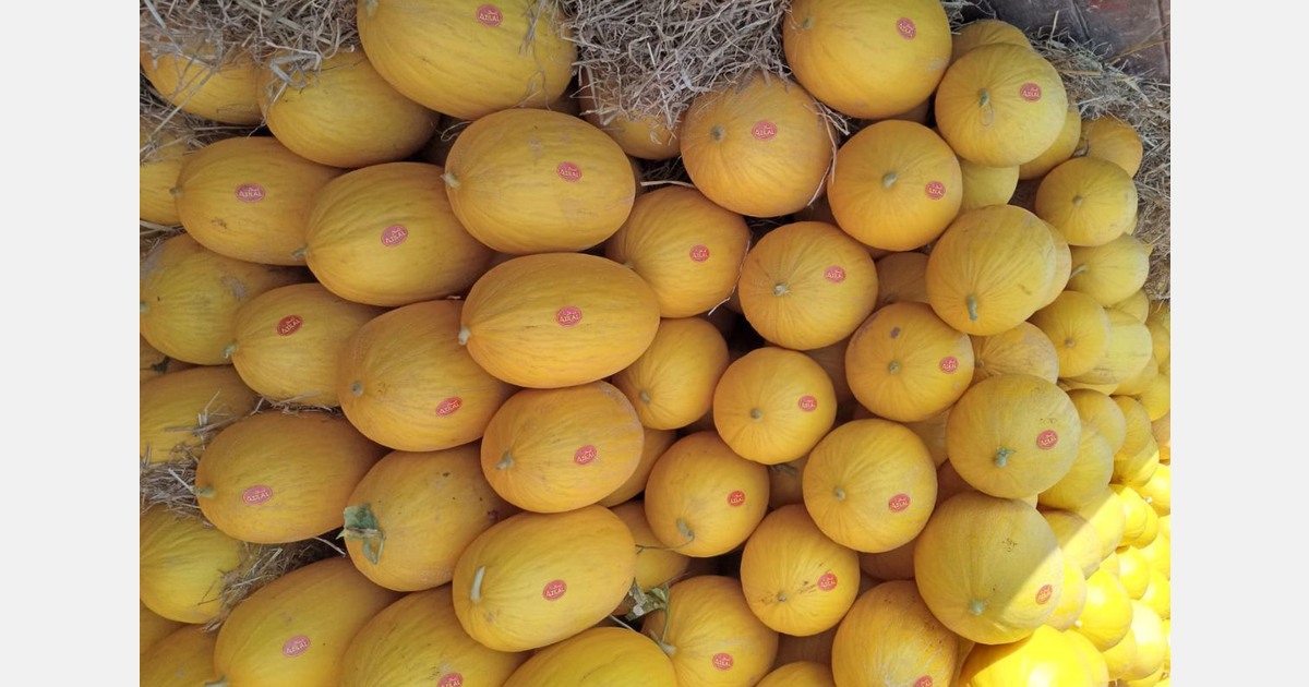 A tough last stretch for Moroccan blueberries, making way for summer crops