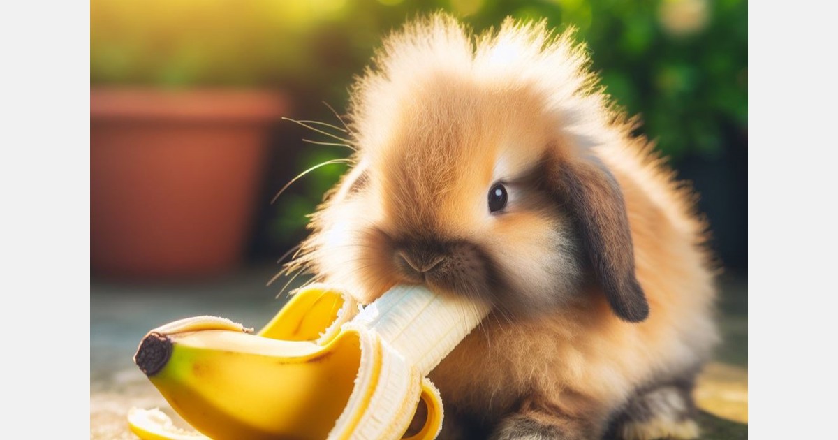 Cost-benefit analysis of banana peels and sweet potato vines in rabbit ...