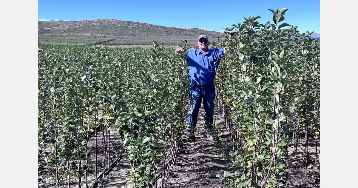 Higher export packouts result from tapping into symbiotic fungi