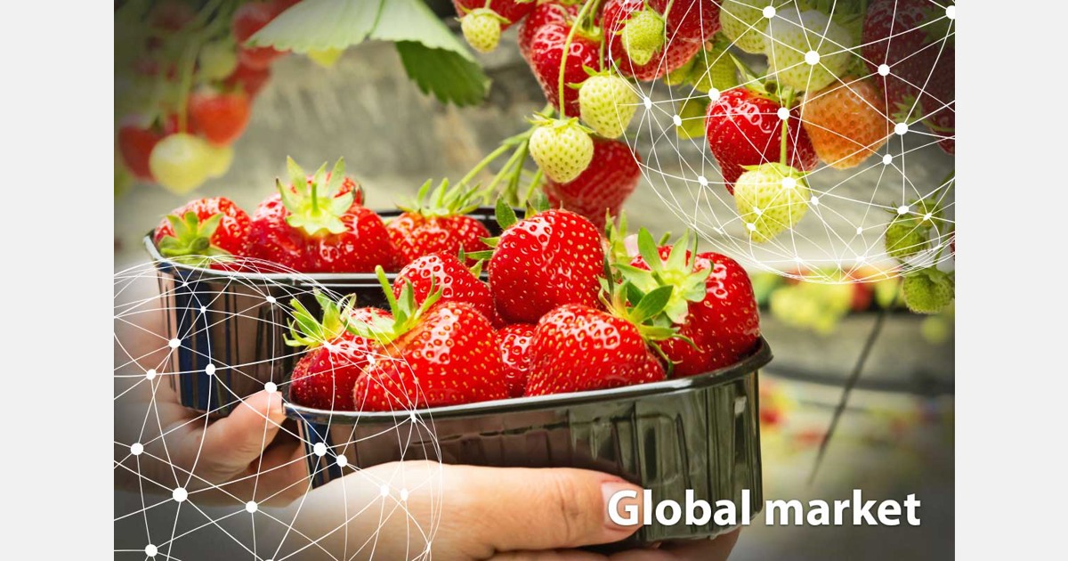 GLOBAL MARKET OVERVIEW STRAWBERRIES