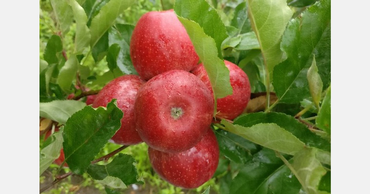 Exotic apple varieties gain ground in Kashmir