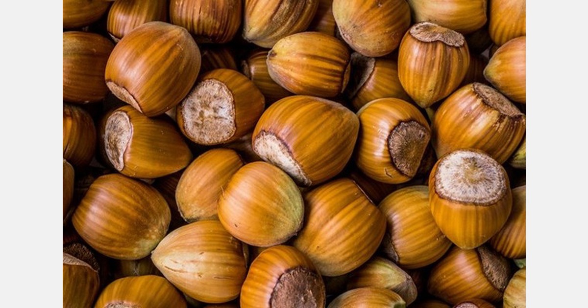 Hazelnut exports from Azerbaijan at $22.4 million in first two months ...