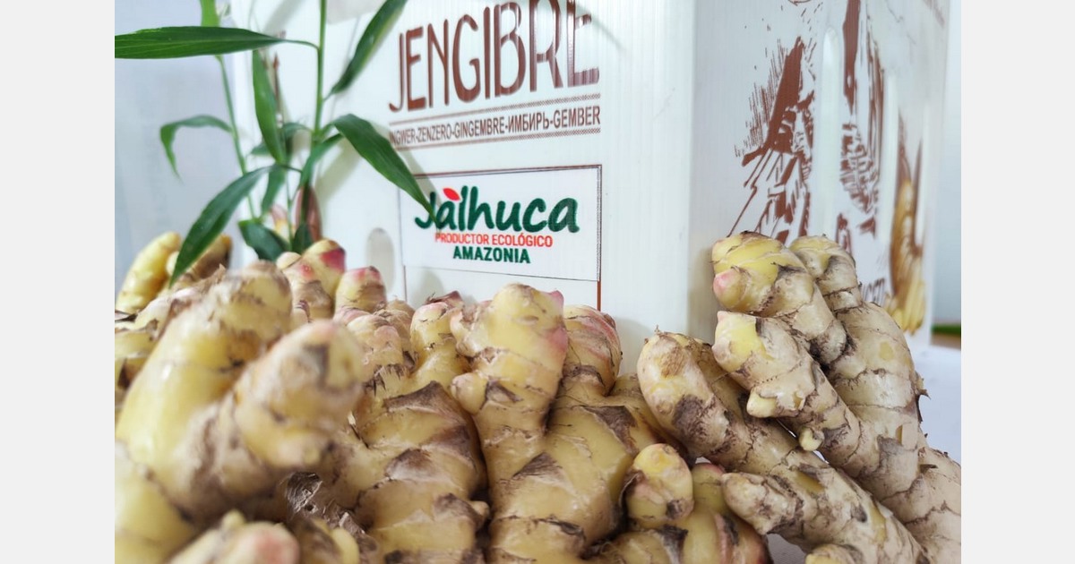 “Very high early prices for Peruvian ginger”