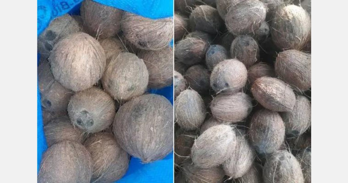 "This is the best time of the year to buy organic Ivorian coconuts"
